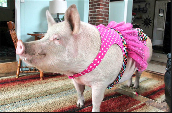 Petunia Pig | Tangled Magic