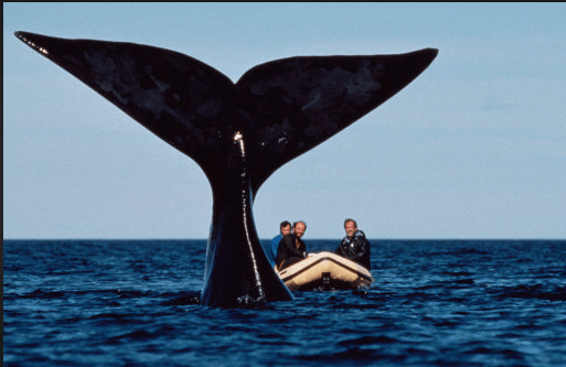 Whales and Elephants: Katy Payne | Tangled Magic