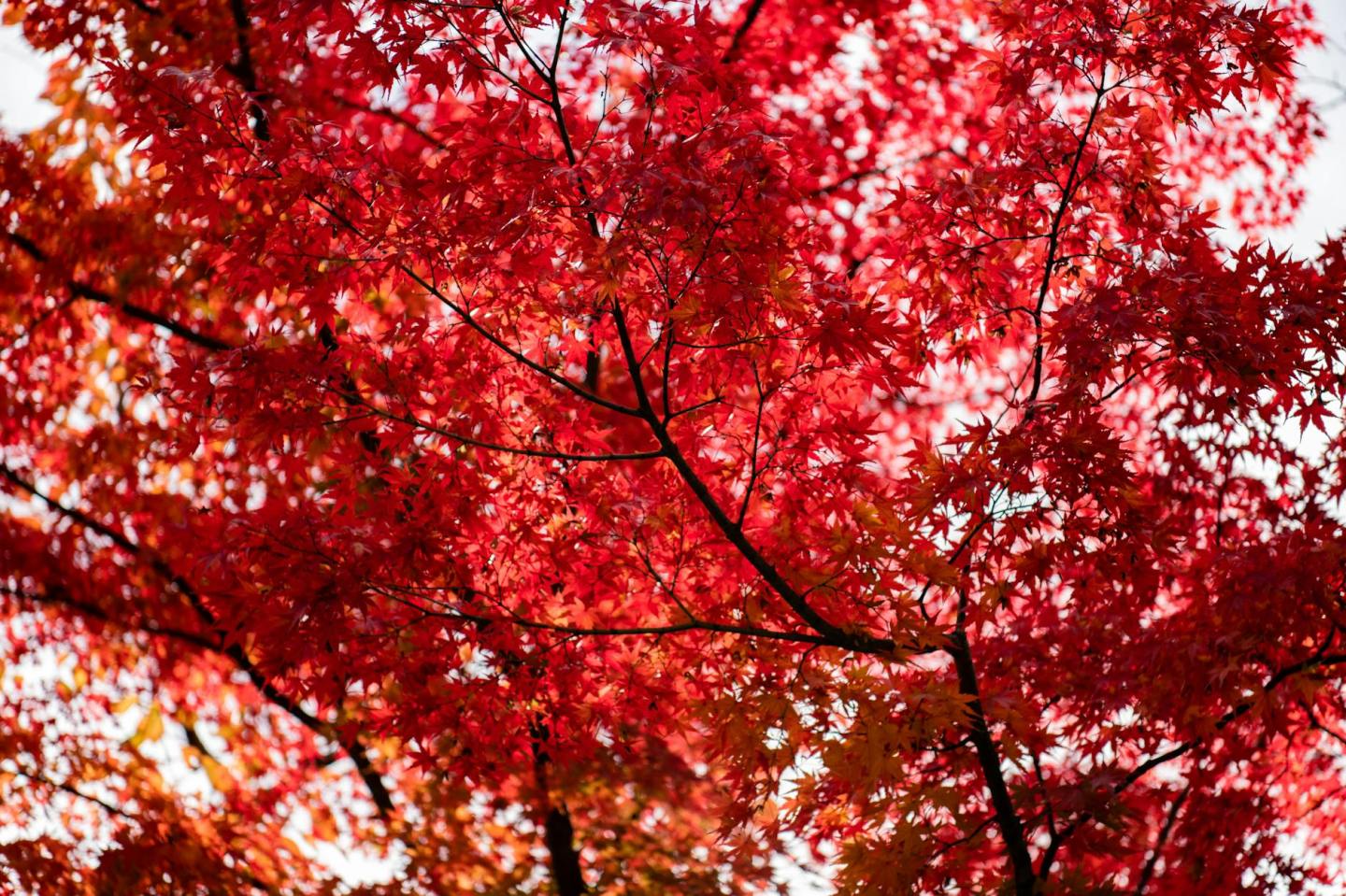 The Fall | Tangled Magic